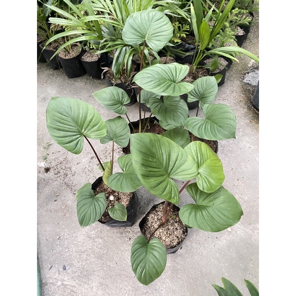 Home Decor RED HOMALOMENA RUBESCENS | Shopee Philippines