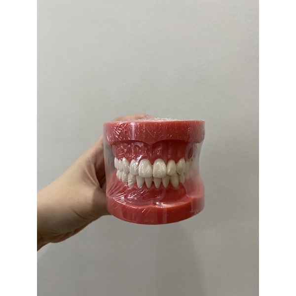 Adult Typodont Generic Articulator/ Jaw Model (Same with Nissin and ...