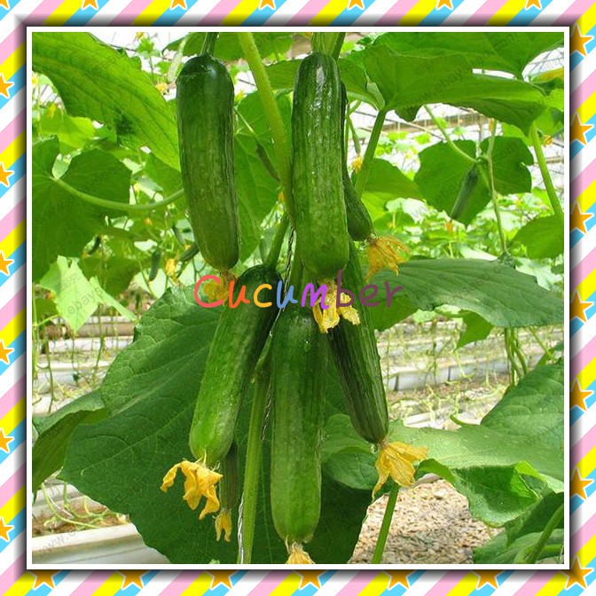 20 Pcs/Pack Dutch Cucumber Cuke Seeds Green Vegetables Seed For Home ...