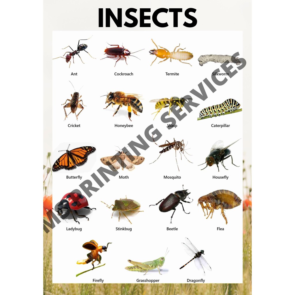 Laminated Chart (Insects) | Shopee Philippines