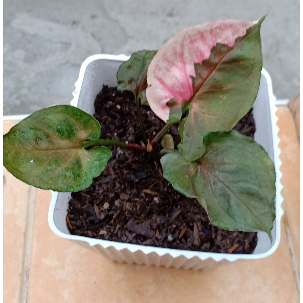 Variegated Pink Chocolate Syngonium - Live Plant | Shopee Philippines