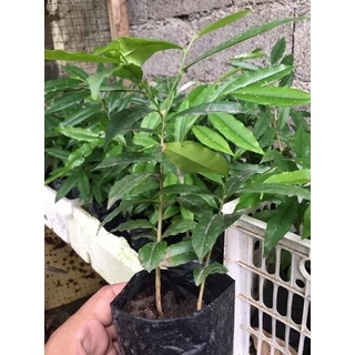 Shop agarwood tree for Sale on Shopee Philippines