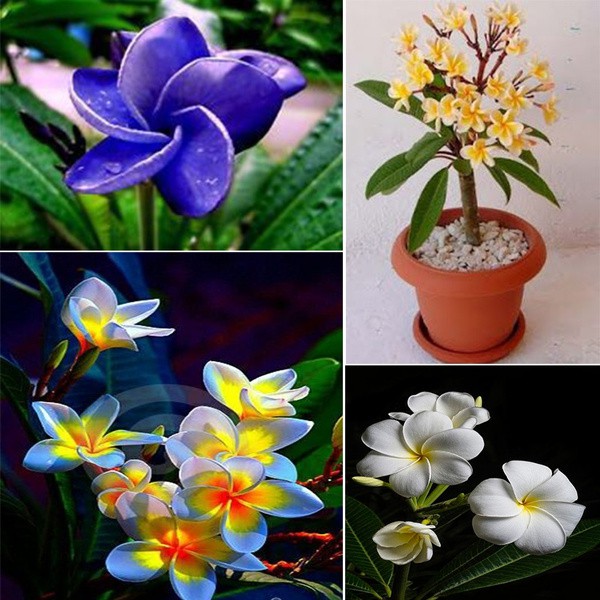 Rare Plumeria Seeds Outdoor Bonsai Flower Seeds/Biji Bunga Langka Biji ...