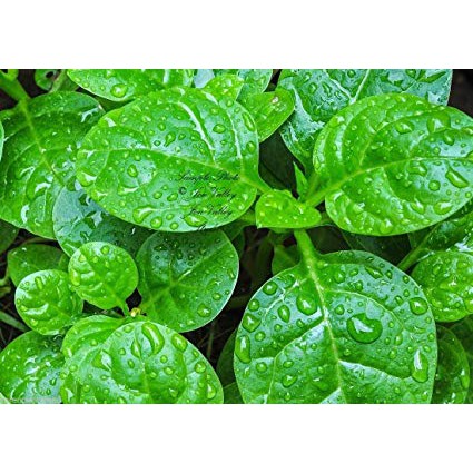 Alugbati Green large Leaves Seeds 50+ pcs. per pack | Shopee Philippines