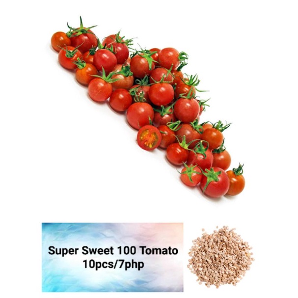 Super Sweet 100 Tomato (10pcs) | Shopee Philippines