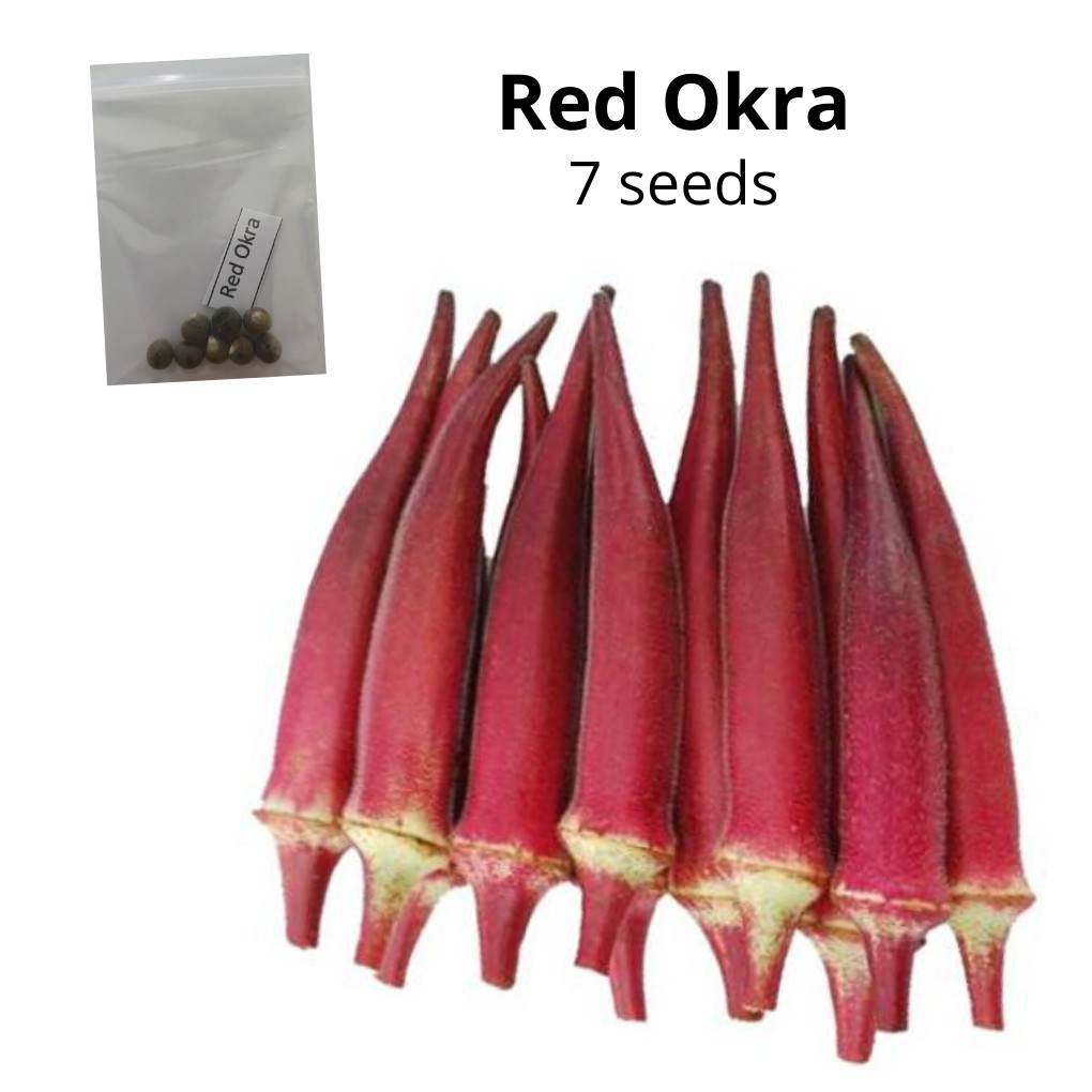(Plant) Okra Red Variety | Hybrid/Rare 7 Seeds | Shopee Philippines