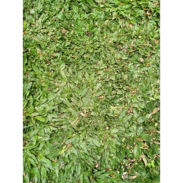 frog grass, lawn cover, lawn grass,grass | Shopee Philippines