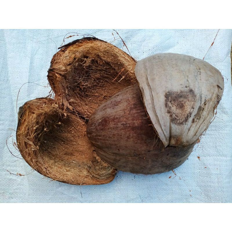 Coco Chips/Coco Chops/Coconut Husk/ Bunot for orchids | Shopee Philippines