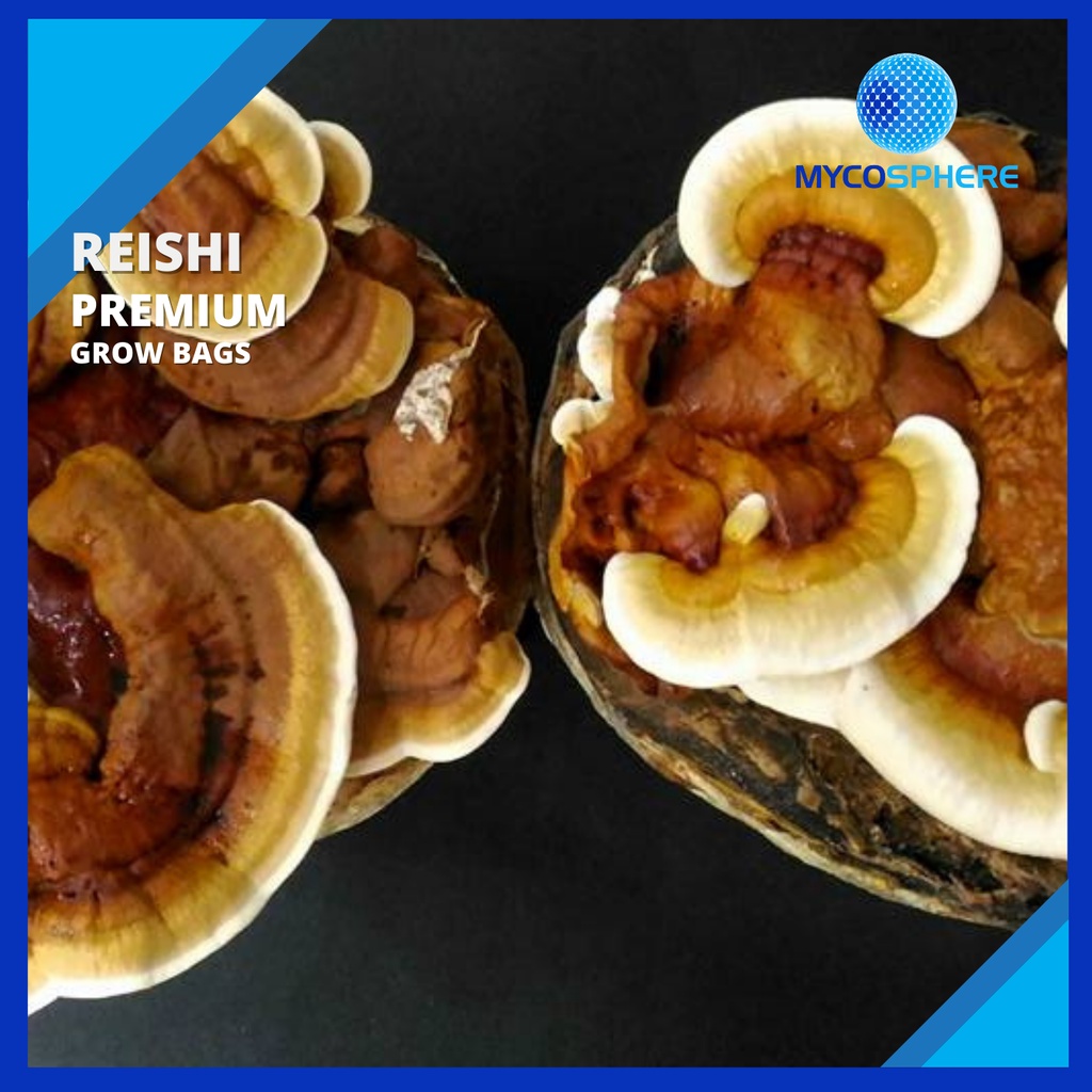 Mushroom Fruiting Bag / Grow Bag - Reishi Mushroom Grow Kit (2kg ...