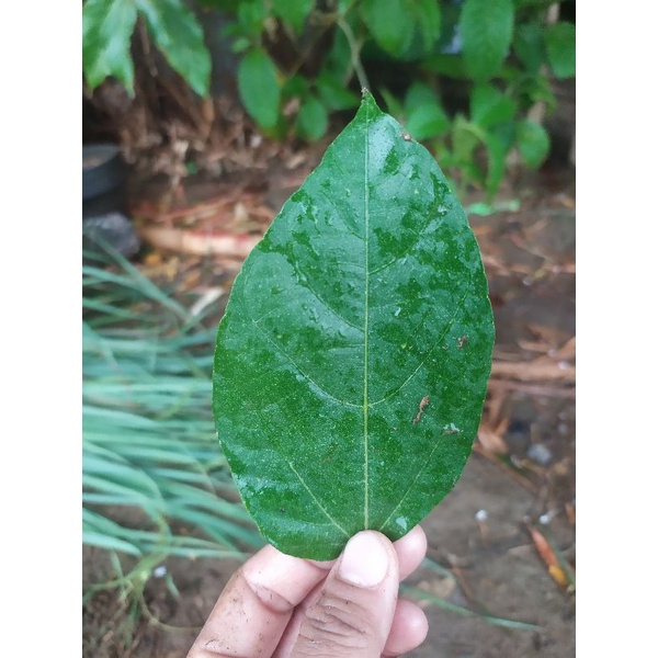 As is | Is is | Pakiling dried leaves (Pampaswerte sa negosyo) 7pcs ...