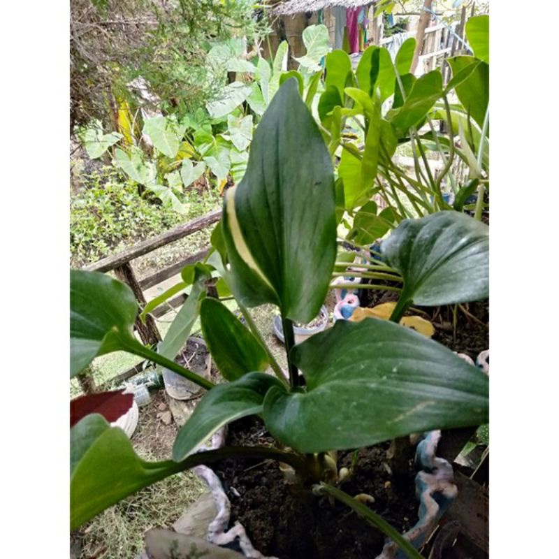 HOSTA PLANT/DRIMIOPSIS MACULATA (Small-Medium-Big) | Shopee Philippines