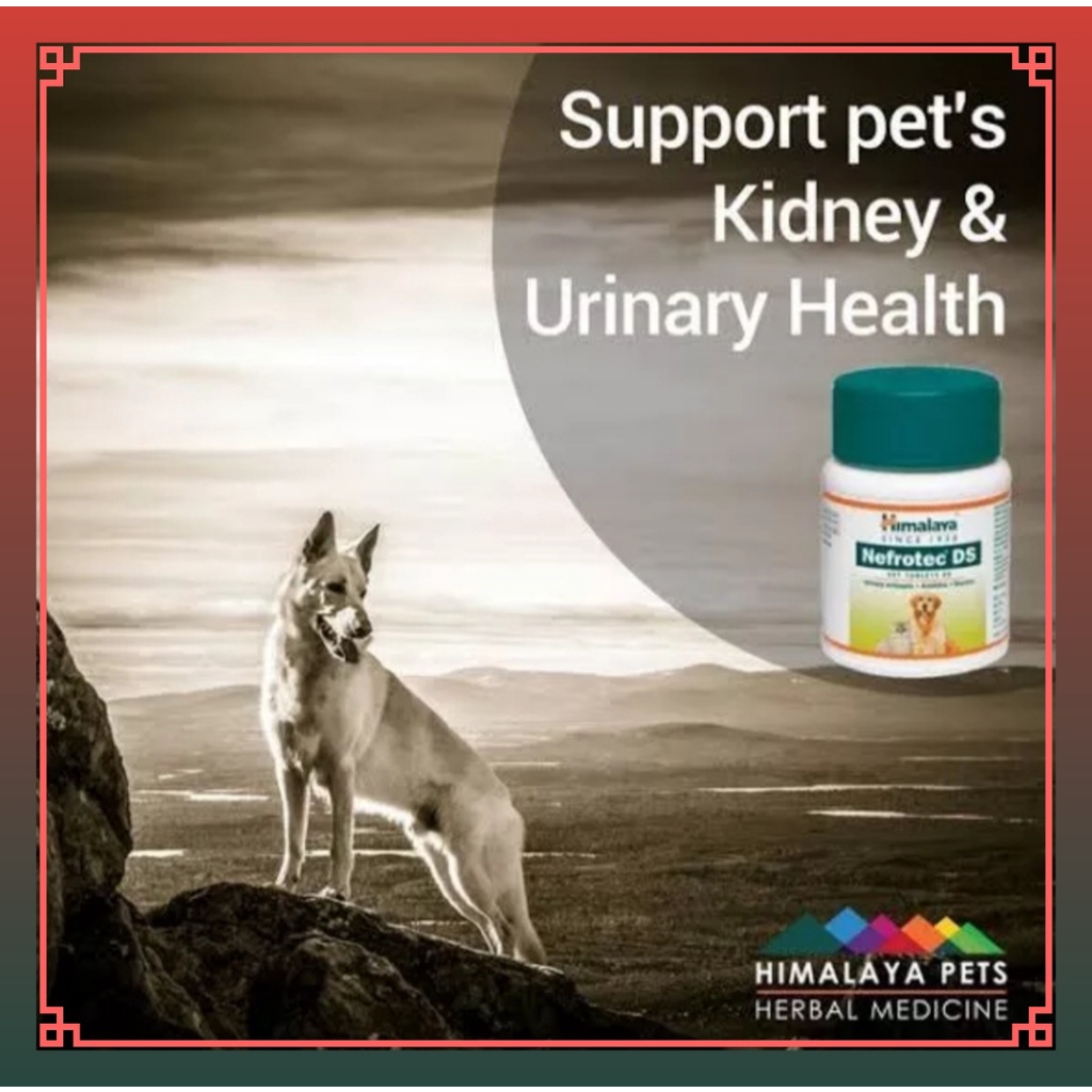 Nefrotec DS (Kidney Supplement For Dogs & Cats) 60 Tablets per Bottle ...