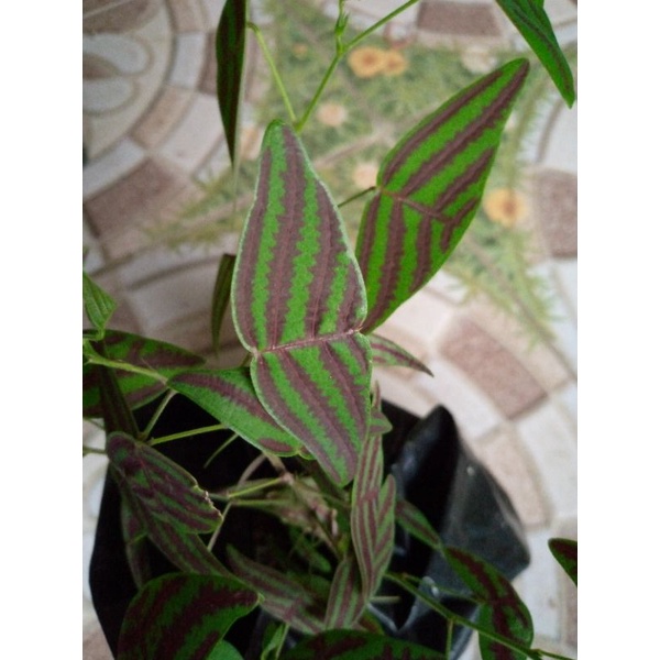 Swallow tail plant (in polybag) | Shopee Philippines