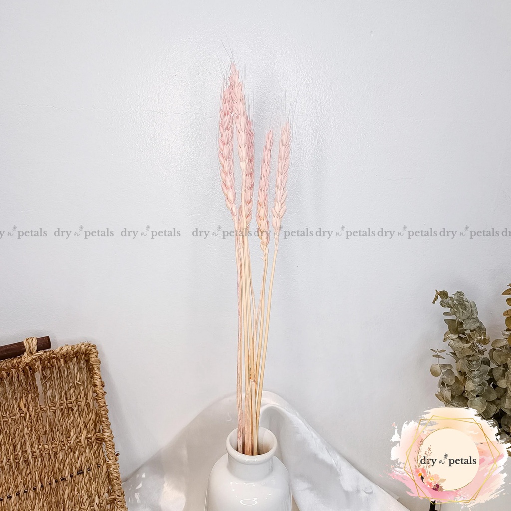Dried Wheat Flower (5 long stems) Natural Dried Flower Cake Topper ...