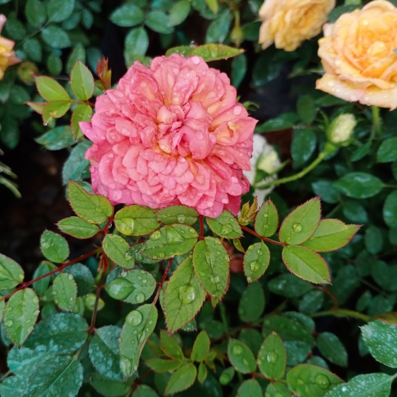 Pitimini or Miniature Rose-small pot & petals (Luzon area only ...