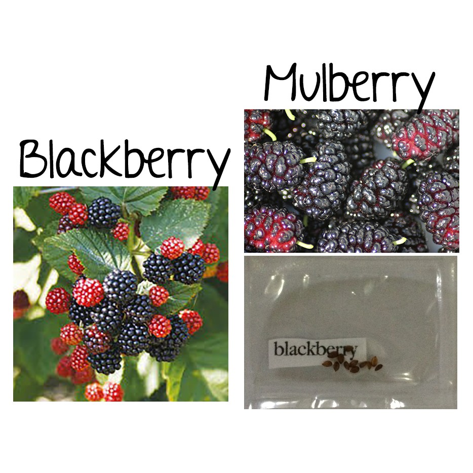 red blackberry mulberry berry fruit tree seeds bonsai | Shopee Philippines red blackberry mulberry berry fruit tree seeds bonsai | Shopee Philippines