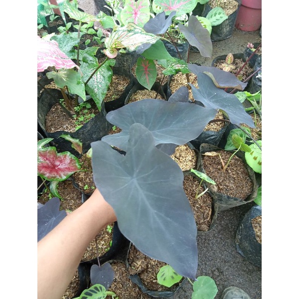 Alocasia Black Magic with bulb | Shopee Philippines
