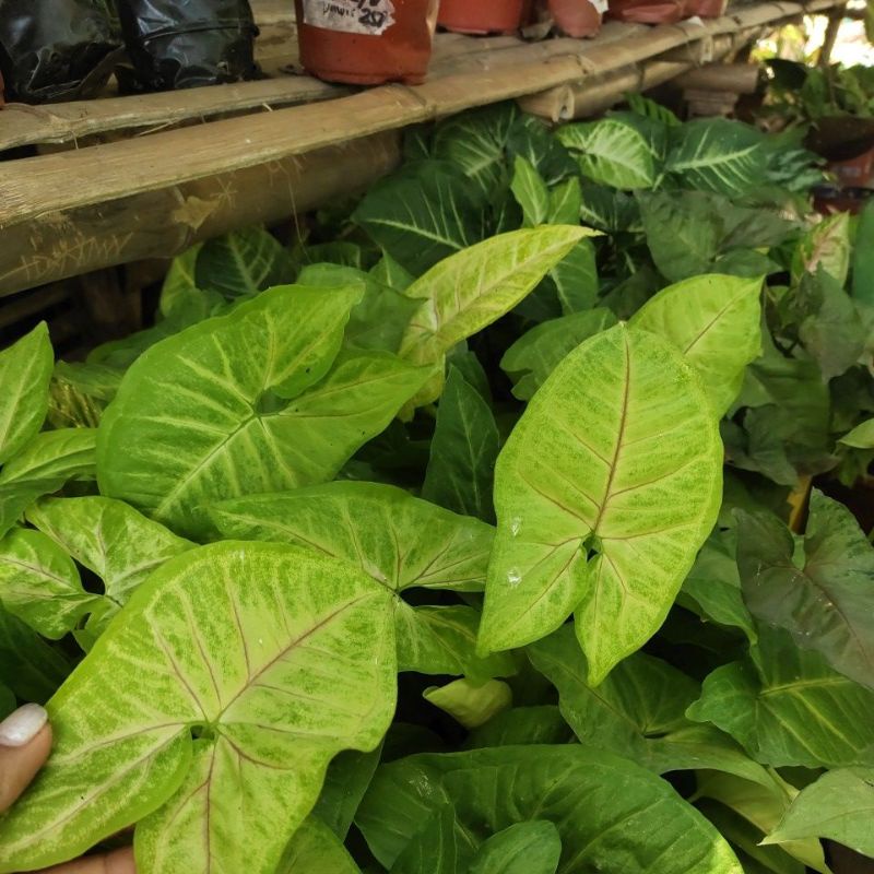 Syngonium Golden Allusion Berry Allusion, Flower Decorationd | Shopee ...