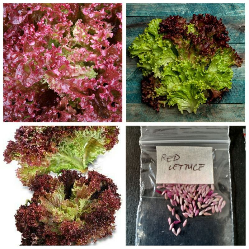 Lollo Rossa seeds (Loose Leaf Lettuce) | Shopee Philippines