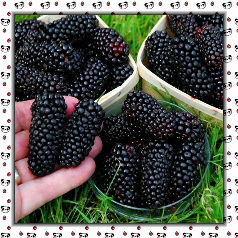 10 pcs Blackberry Fruit Seeds Home Garden Plantting Perennial Potted ...