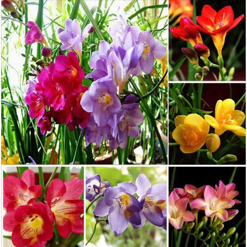 Mixed Freesia flower seeds | Shopee Philippines