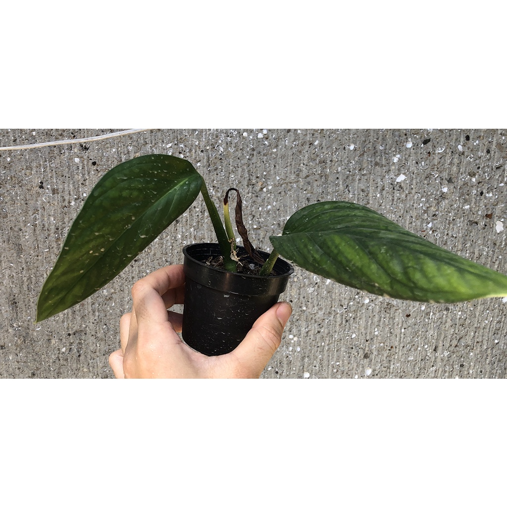 Monstera siam pinnatipartita live aroid plant | Shopee Philippines