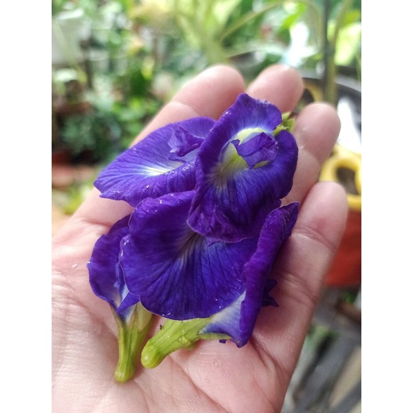 blue Ternate seeds 20pcs | Shopee Philippines