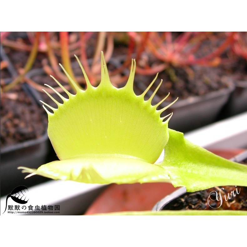 Carnivorous Plant-Yellow Melttooth Venus Flytrap Rare Species Special ...