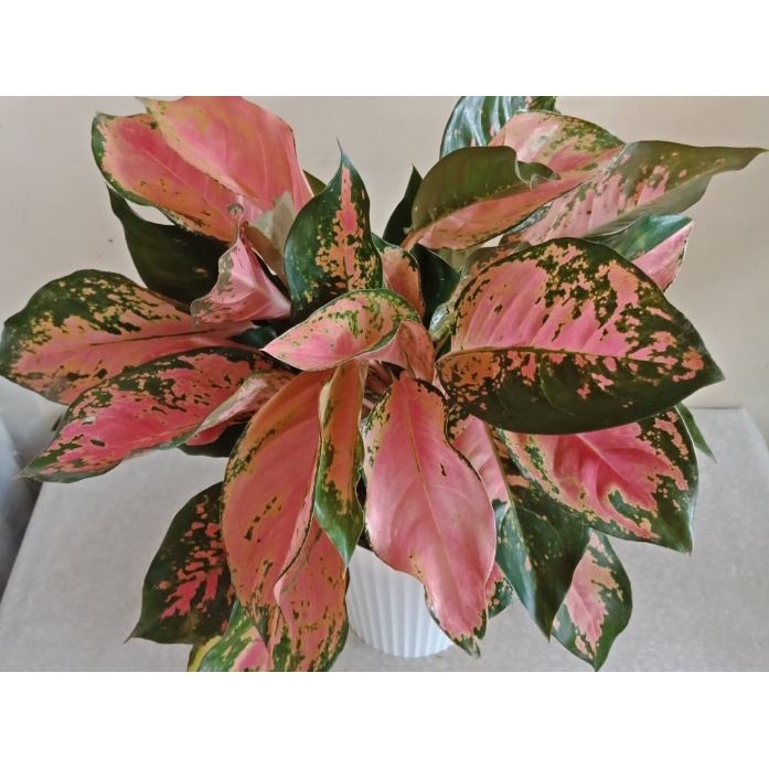 PINK COCHIN AGLAONEMA /Chinese evergreen | Shopee Philippines