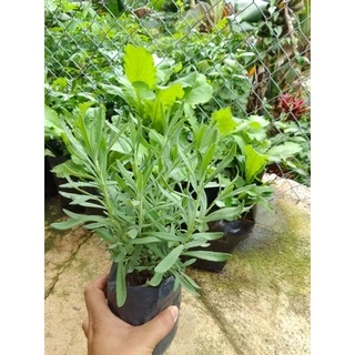 Shop lavender plant for Sale on Shopee Philippines