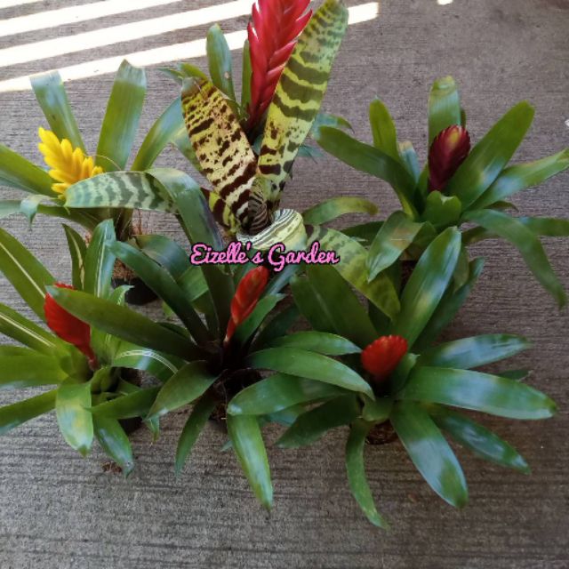 Vriesea Live Plant Mini Bromeliad Small Plant Only | Shopee Philippines