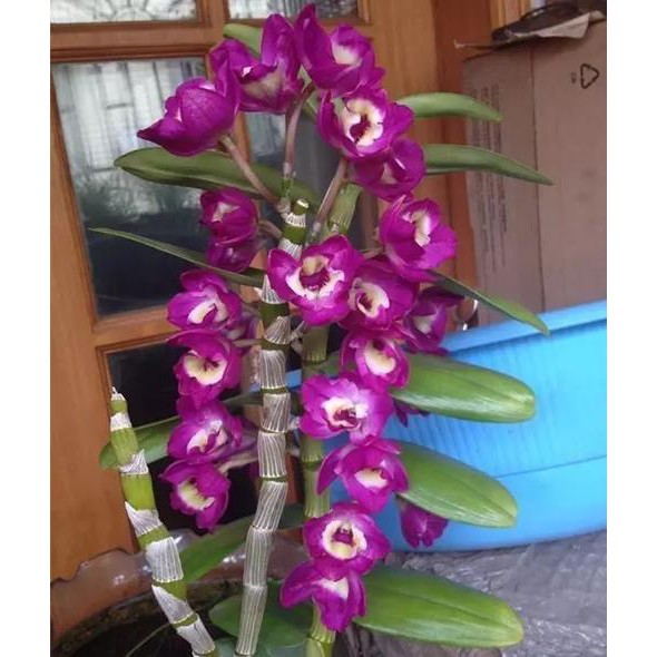 Potted seeds of a new variety of Dendrobium{Father's flower}//50PCS ...