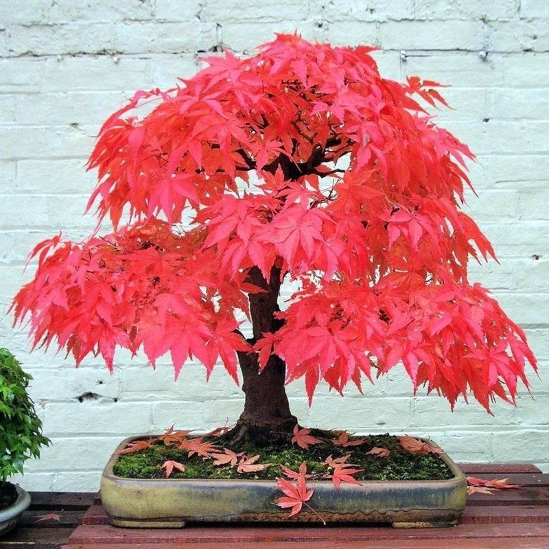 20pcs/ bag bonsai blue maple tree seeds Bonsai tree seeds. rare ...