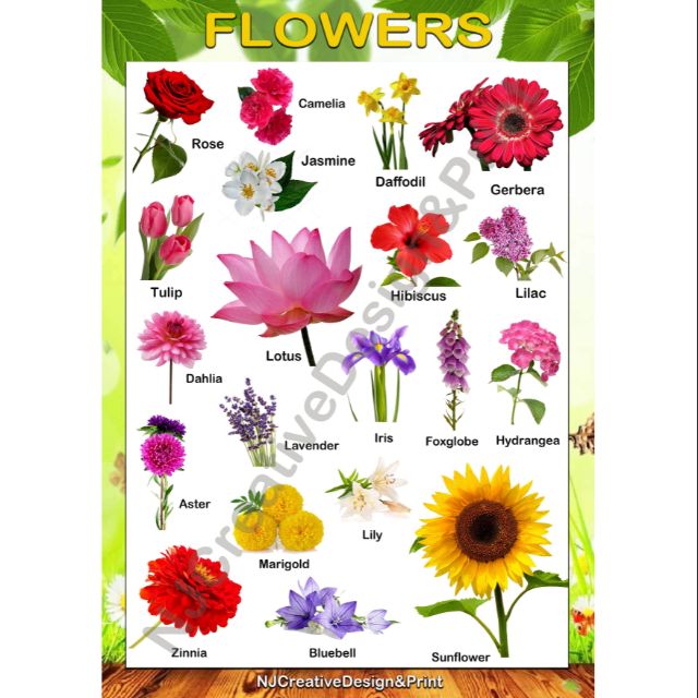 A4 Laminated Flowers Chart | Shopee Philippines