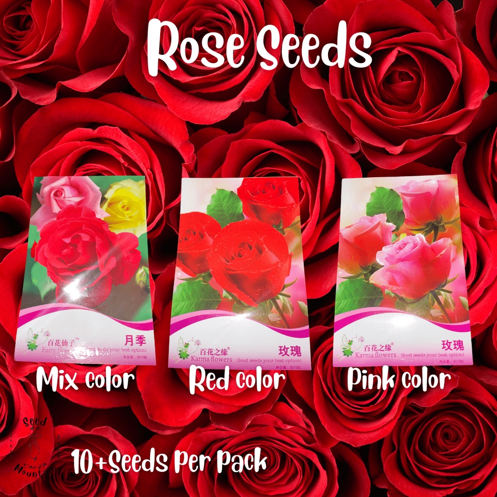 Rose Seeds Flower Ornamental Plant Seeds/ 10+Seeds per pack/ PINK,RED ...