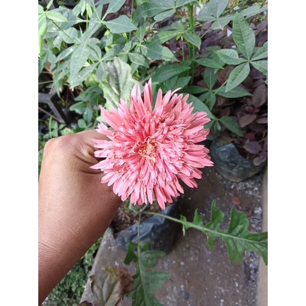 Khingpaul12 seeds repack Daisy rooted indoor outdoor home garden ...