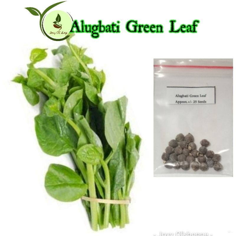 Alugbati Green Leaf Malabar Spinach 25 Seeds | Shopee Philippines