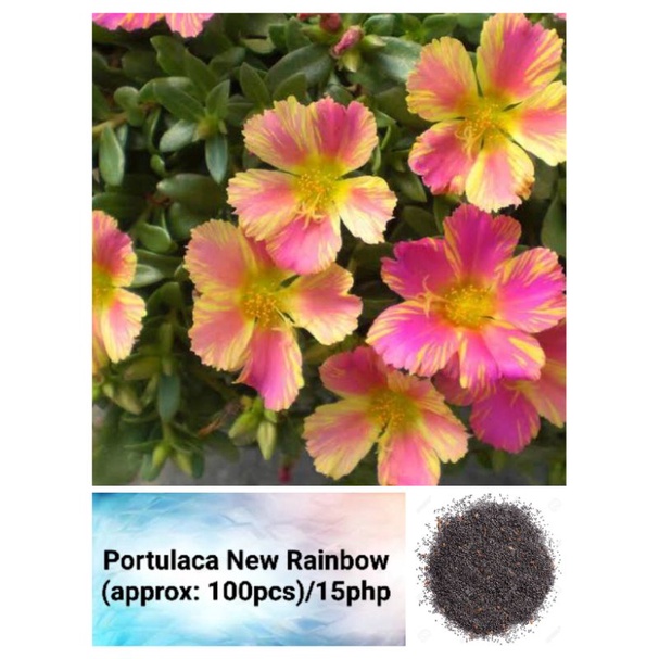 Portulaca New Rainbow Seeds (approx: 100pcs) | Shopee Philippines