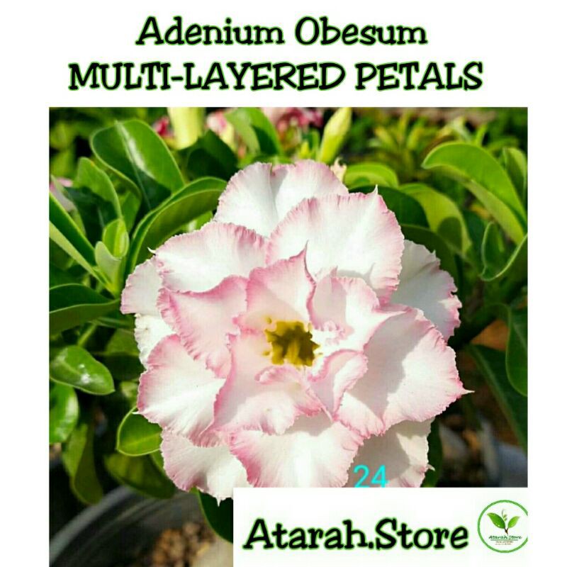 COD! (2pcs) Adenium Obesum Multi-Layered Petals #24 | Shopee Philippines