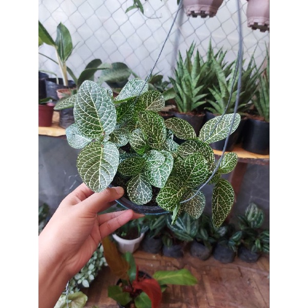 Fittonia Varieties (big leaves) | Shopee Philippines