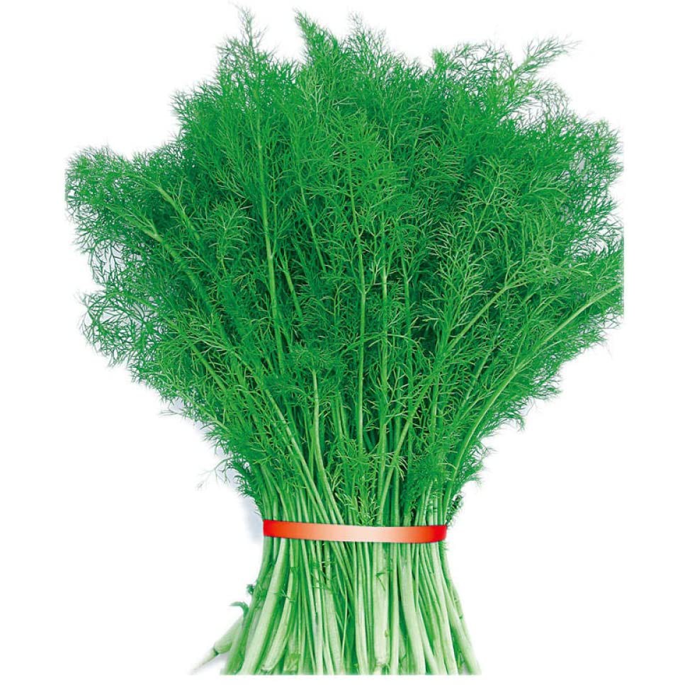 RARE Stubble Fennel Cumin Herb Aromatic Anise Salad Vegetable Seeds ...