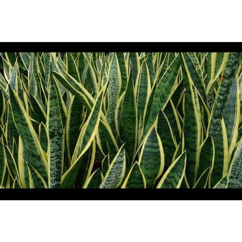 Espada (Green with Yellow and Pure Green) | Shopee Philippines