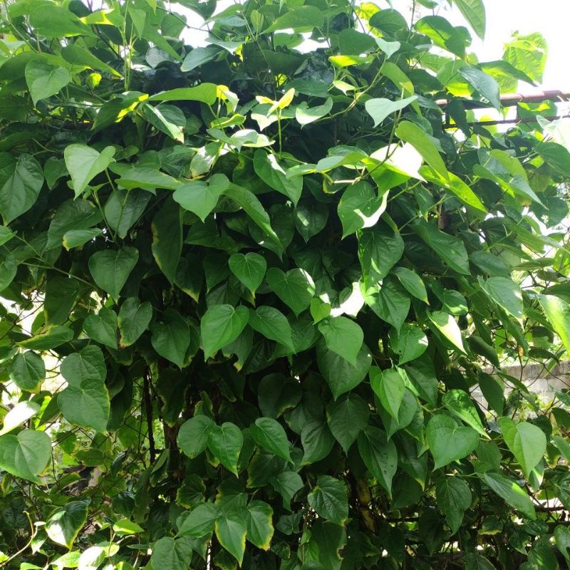Betel leaves/Buyo/ikmo/Samat leaves/for chewing nganga 40(pcs)w/ free ...