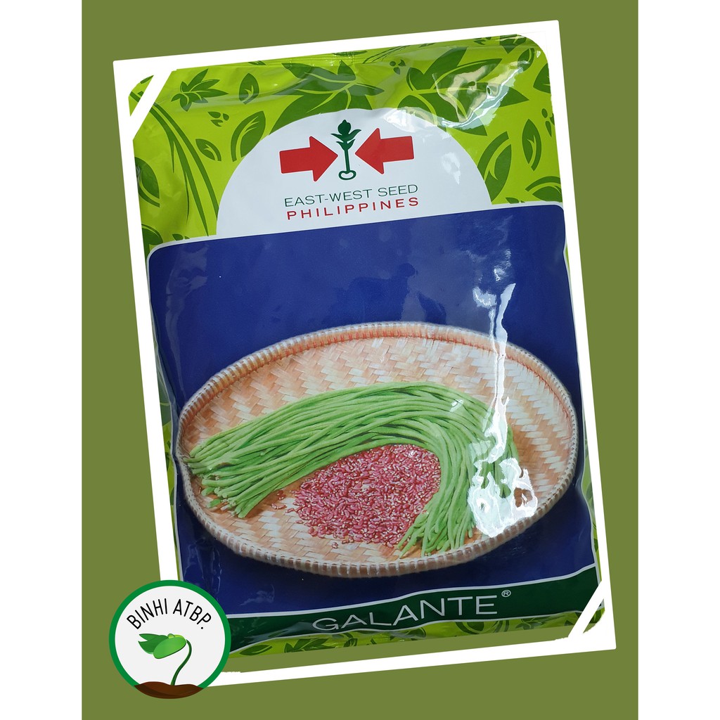 East-west Galante Pole Sitao (Yardlong Bean) Seeds (1 Kg Pack) | Shopee ...