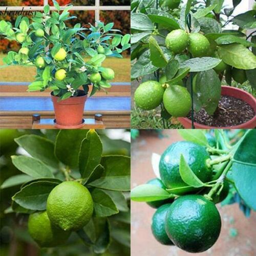 Sri Lankan Garden 10pcs Best Bonsai Key Lime Seeds | Shopee Philippines
