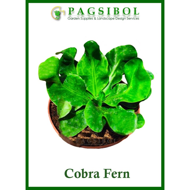 Cobra Fern "Asplenium Nidus" (ESTABLISHED) | Shopee Philippines