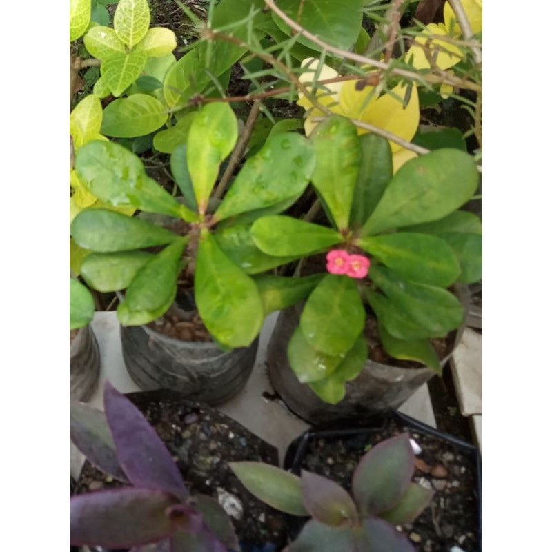 Euphorbia Plant, Cryptanthus, Callisia Fragrans, Pinya Plant | Shopee ...