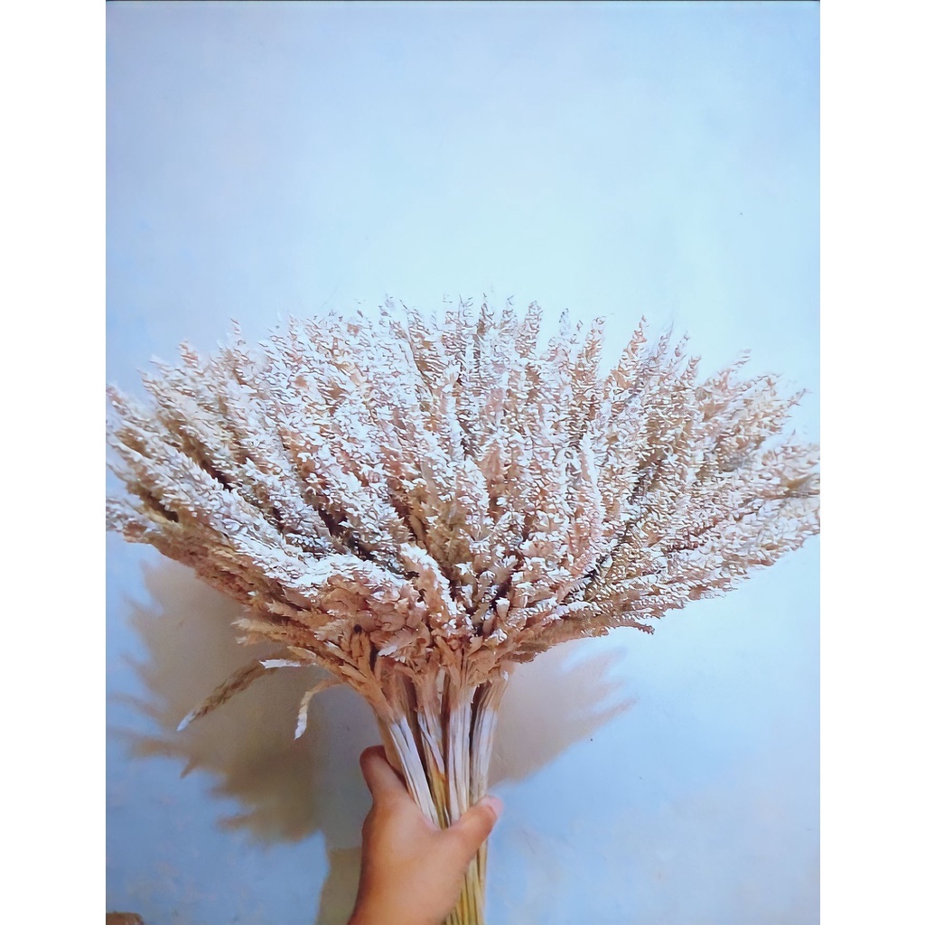 Trigo grass per bundle (₱40 per bundle) | Shopee Philippines