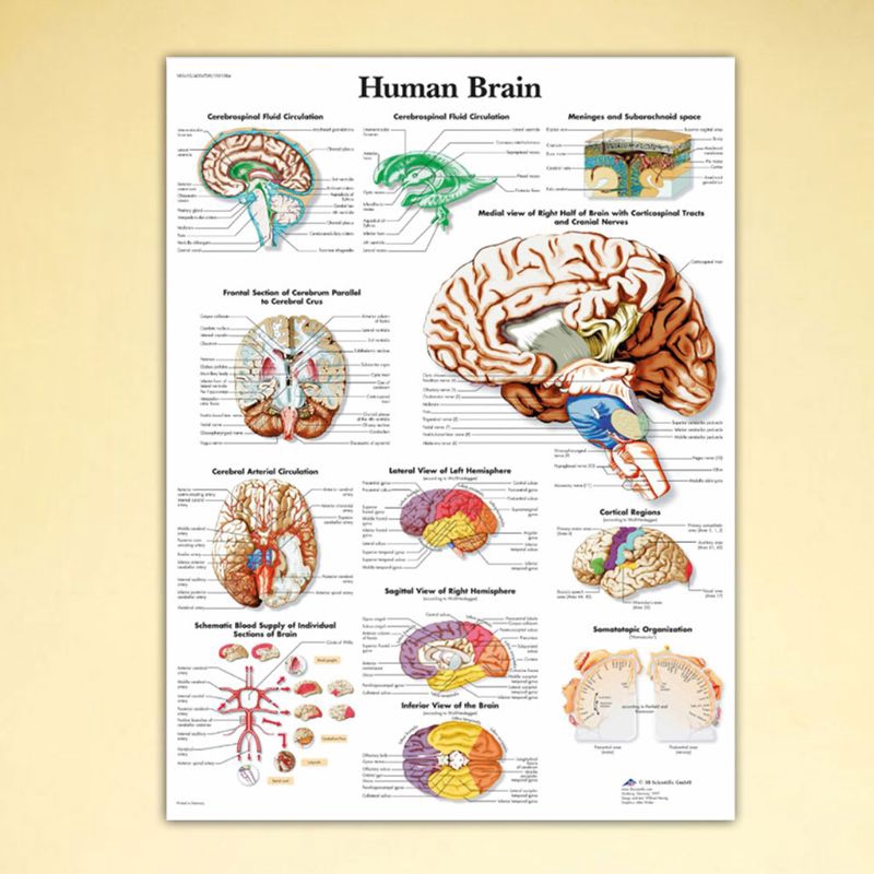 YU` Anatomical Illustration Of The Human Brain Poster, Canvas. Suitable ...