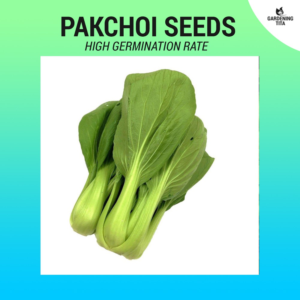 Pakchoi Seeds ~380 pcs | Shopee Philippines